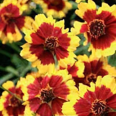 coreopsis calypso