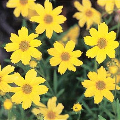 coreopsis calypso