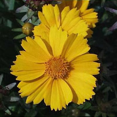 coreopsis calypso