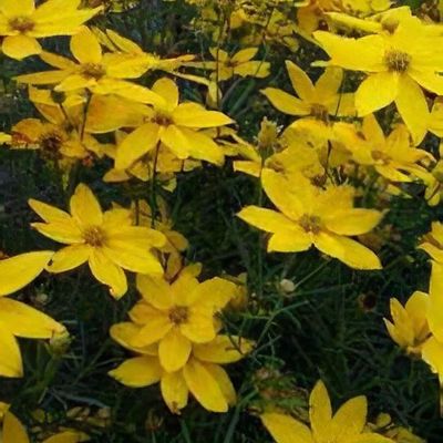 coreopsis calypso