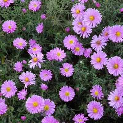aster ochtendgloren