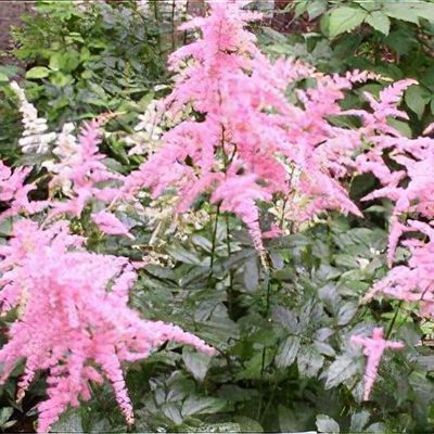 astilbe superba