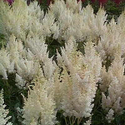 astilbe bonn