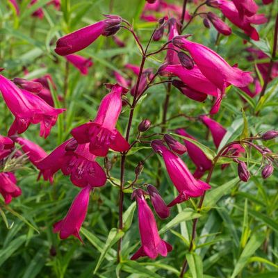 Penstemon 'Andenken an Friedrich Hahn'