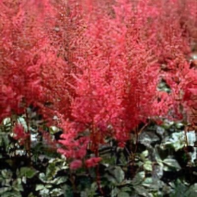 astilbe bonn