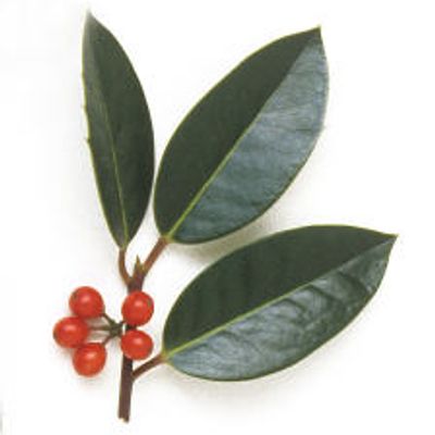 ilex casanova