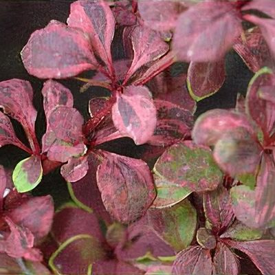 pink leaf berberis
