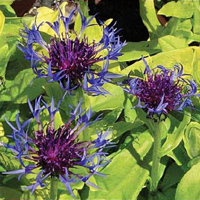cornflower dwarf blue midget