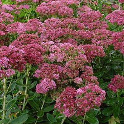 sedum robustum ruby glow