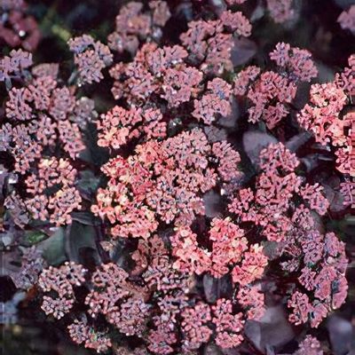 sedum thunderhead uk