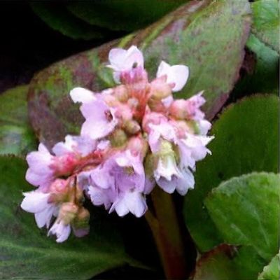 bergenia bressingham ruby uk