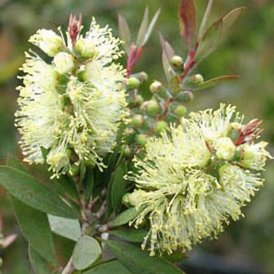 callistemon rigidus pruning
