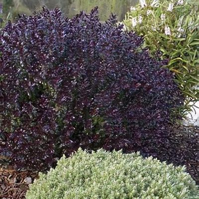 veronica silver carpet