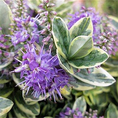 veronica repens native