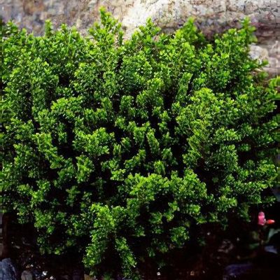 veronica silver carpet