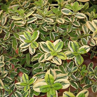 variegated hebe
