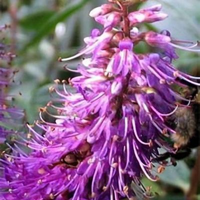 veronica silver carpet