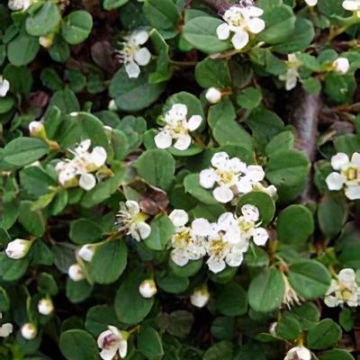 cotoneaster horizontalis variegata