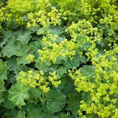Alchemilla mollis