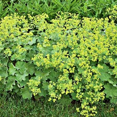 Alchemilla mollis