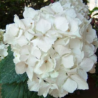 hydrangea sheila