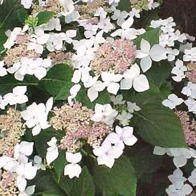 hydrangea sheila
