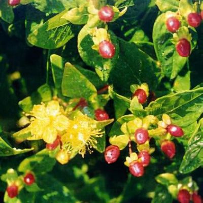 hypericum 'rowallane'