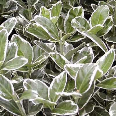 euonymus japonicus himalaya