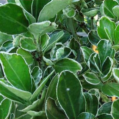 euonymus japonicus himalaya