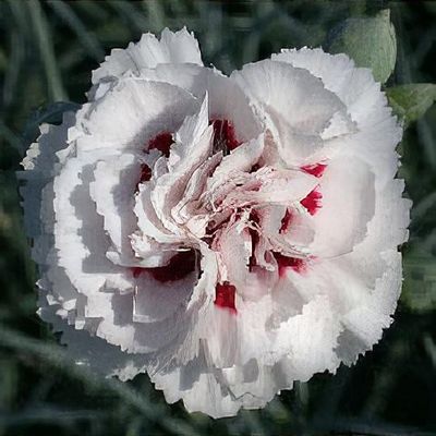 dianthus raspberry magic