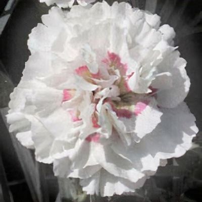 dianthus devon wizard