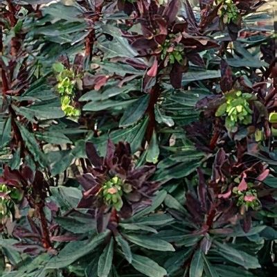 euphorbia ruby glow pruning