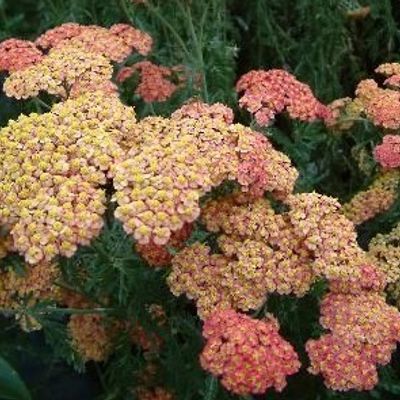 achillea salmon