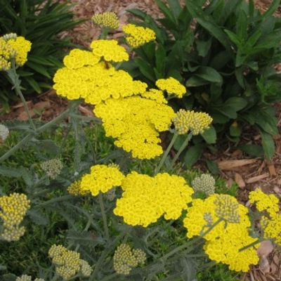 walther funcke yarrow