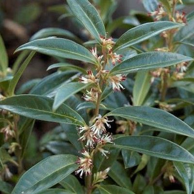 pruning sarcococca humilis