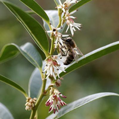 pruning sarcococca humilis