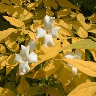 how to plant jasminum stephanense
