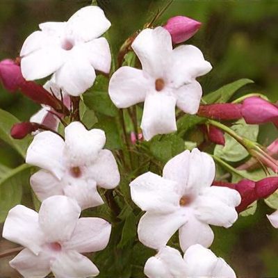 how to plant jasminum stephanense