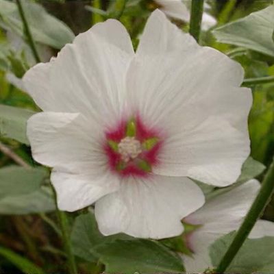 white tree mallow