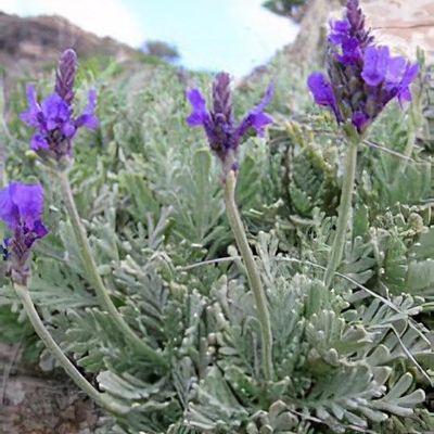 jagged leaf lavender