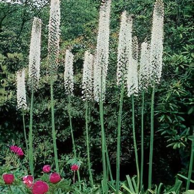 eremurus plants