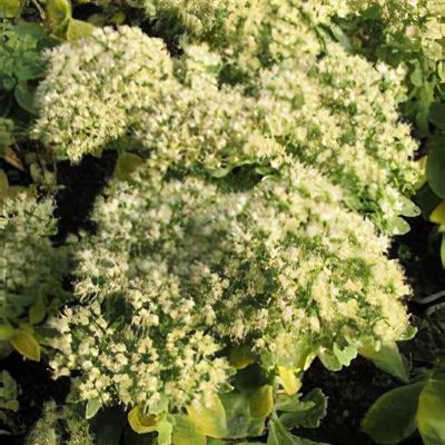 sedum iceberg