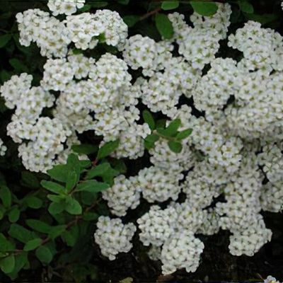 spiraea nipponica