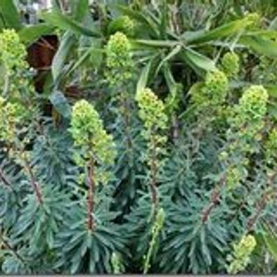 euphorbia tiny tim pruning