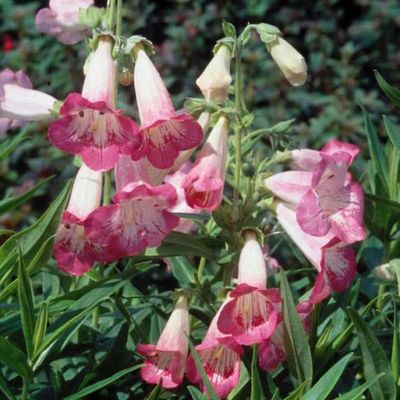 Penstemon 'Flamingo'