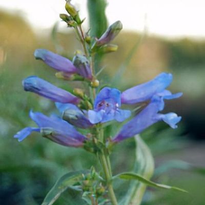 Penstemon heterophyllus 'Blue Springs'