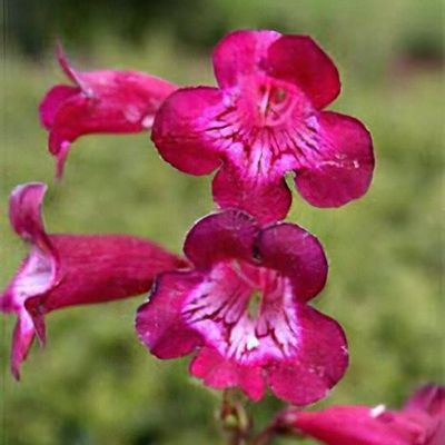 Penstemon 'Port Wine'