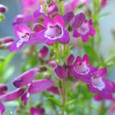 Penstemon Volcano Series