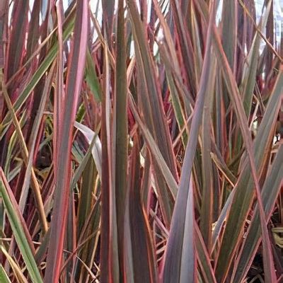 phormium tom thumb size