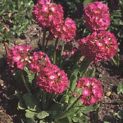 drumstick primula pruning